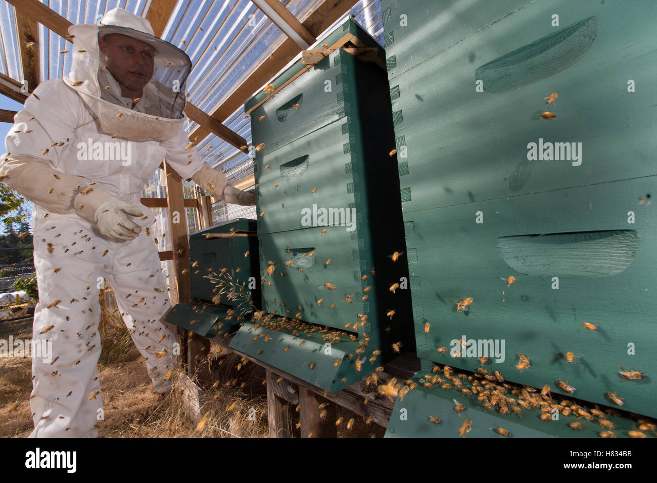 Honey Bee (Apis mellifera) hives being tended to by inmate beekeeper as ...