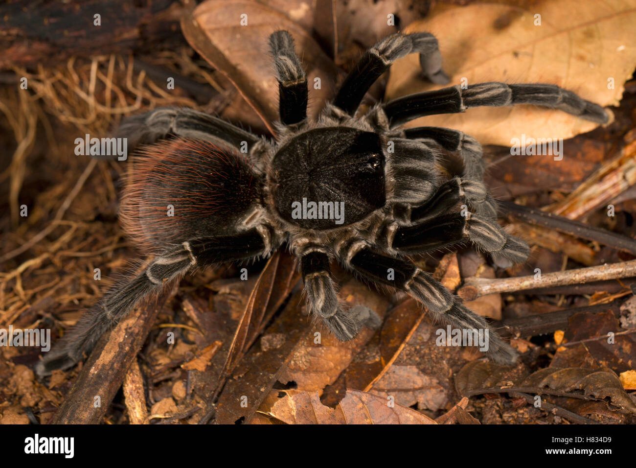 Tarantula (Theraphosidae), Barro Colorado Island, Panama Stock Photo ...