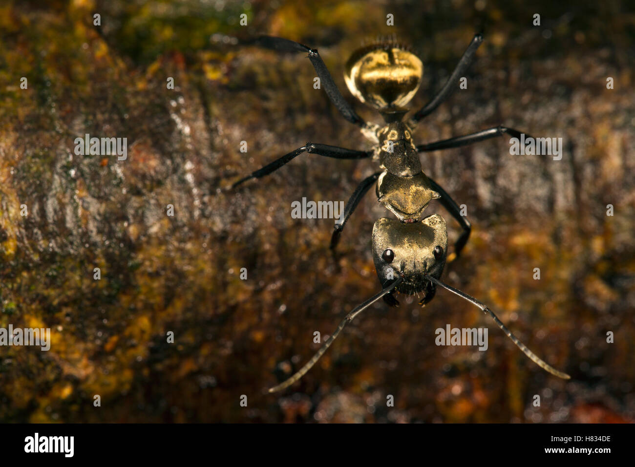 Carpenter Ant (Camponotus sericeiventris), Barro Colorado Island ...