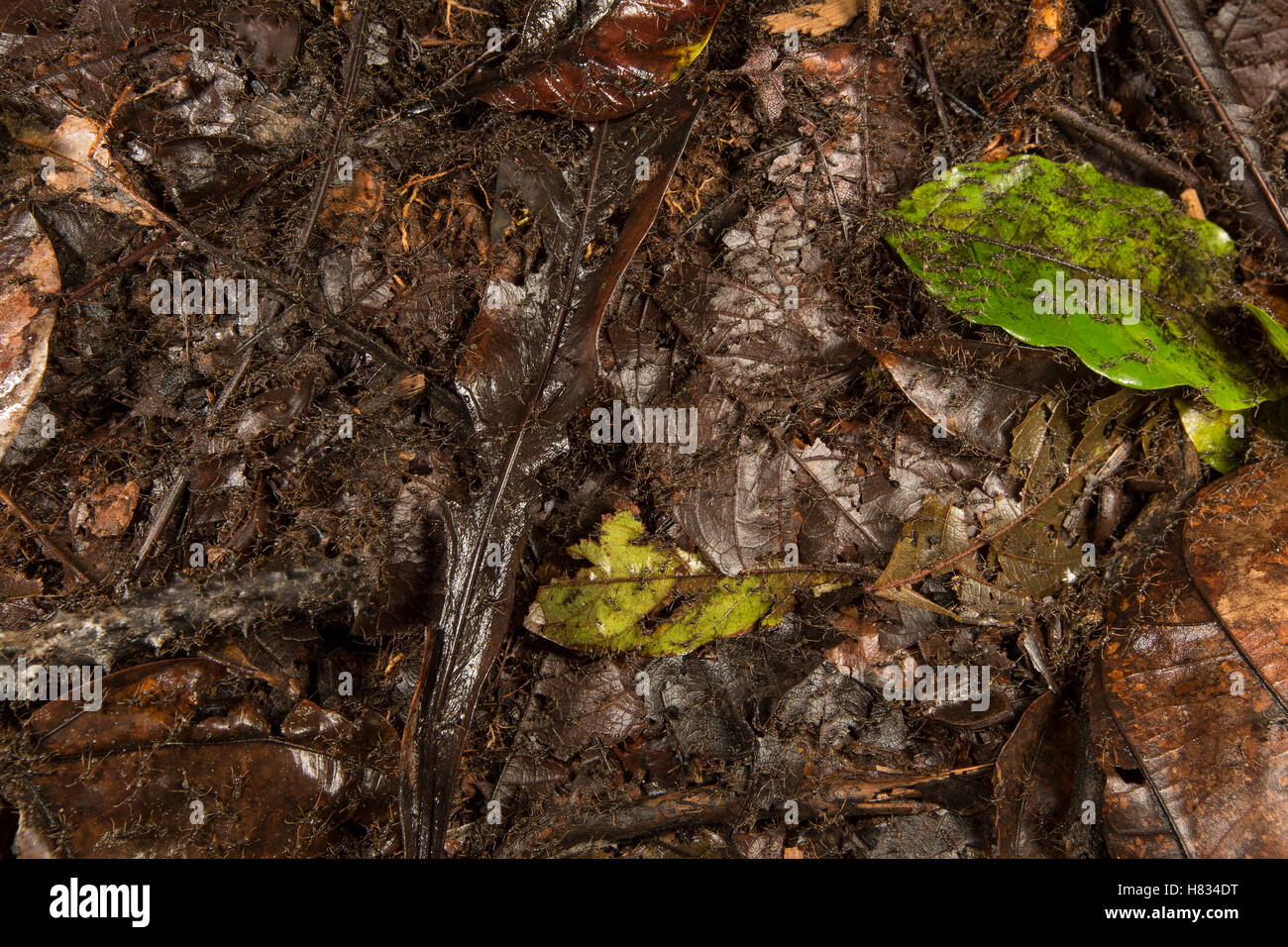 Ant (Formicidae) colony, Barro Colorado Island, Panama Stock Photo - Alamy