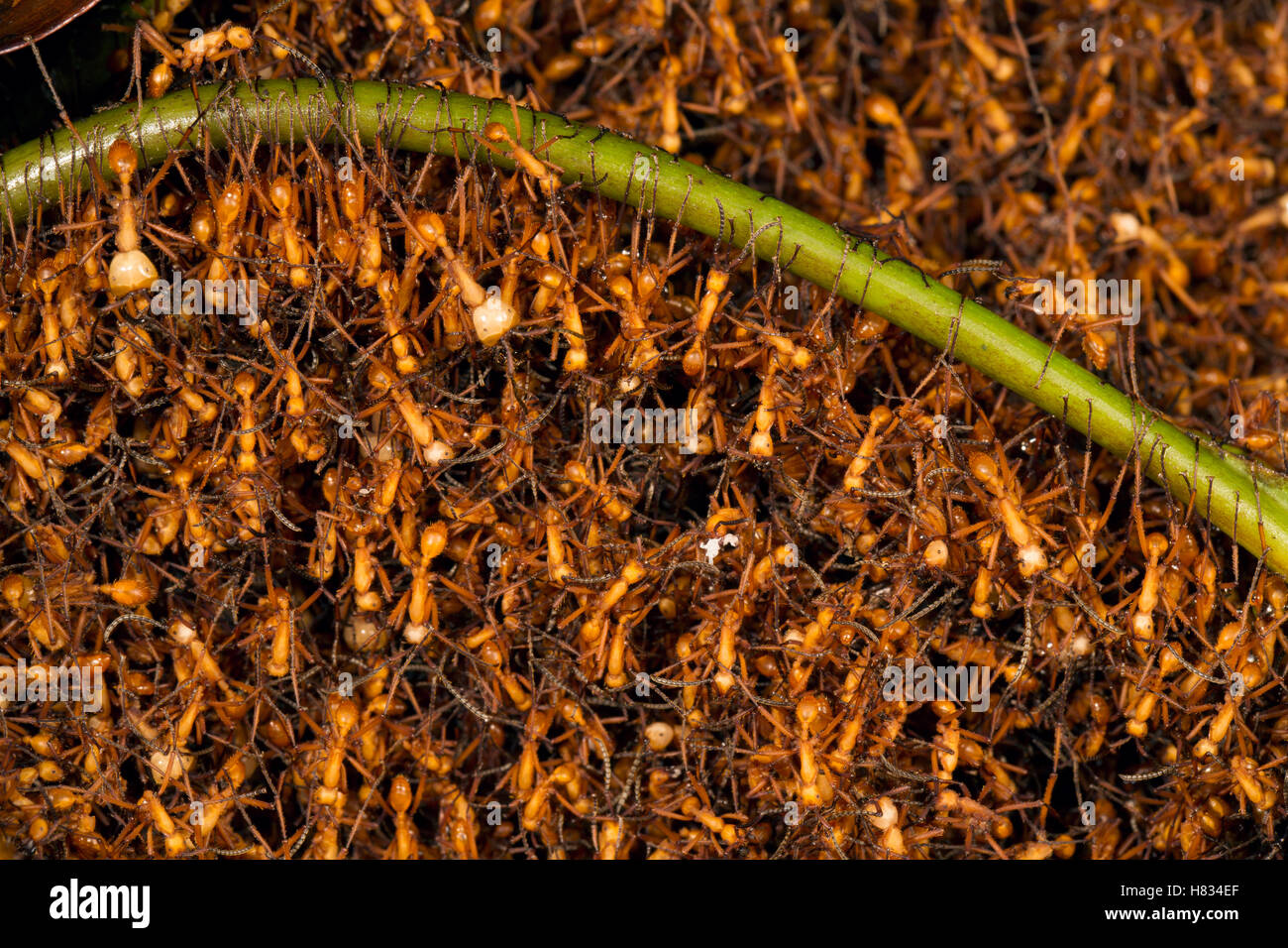 Army Ant (Eciton hamatum) group making temporary nest by holding on to ...