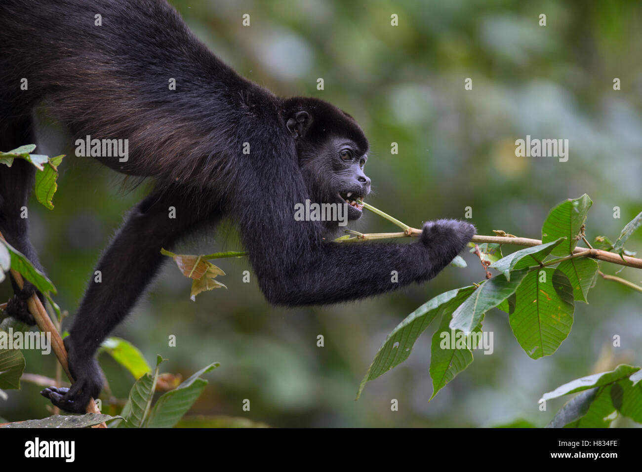 Mantled Howler Monkey (Alouatta palliata) feeding on new plant growth ...