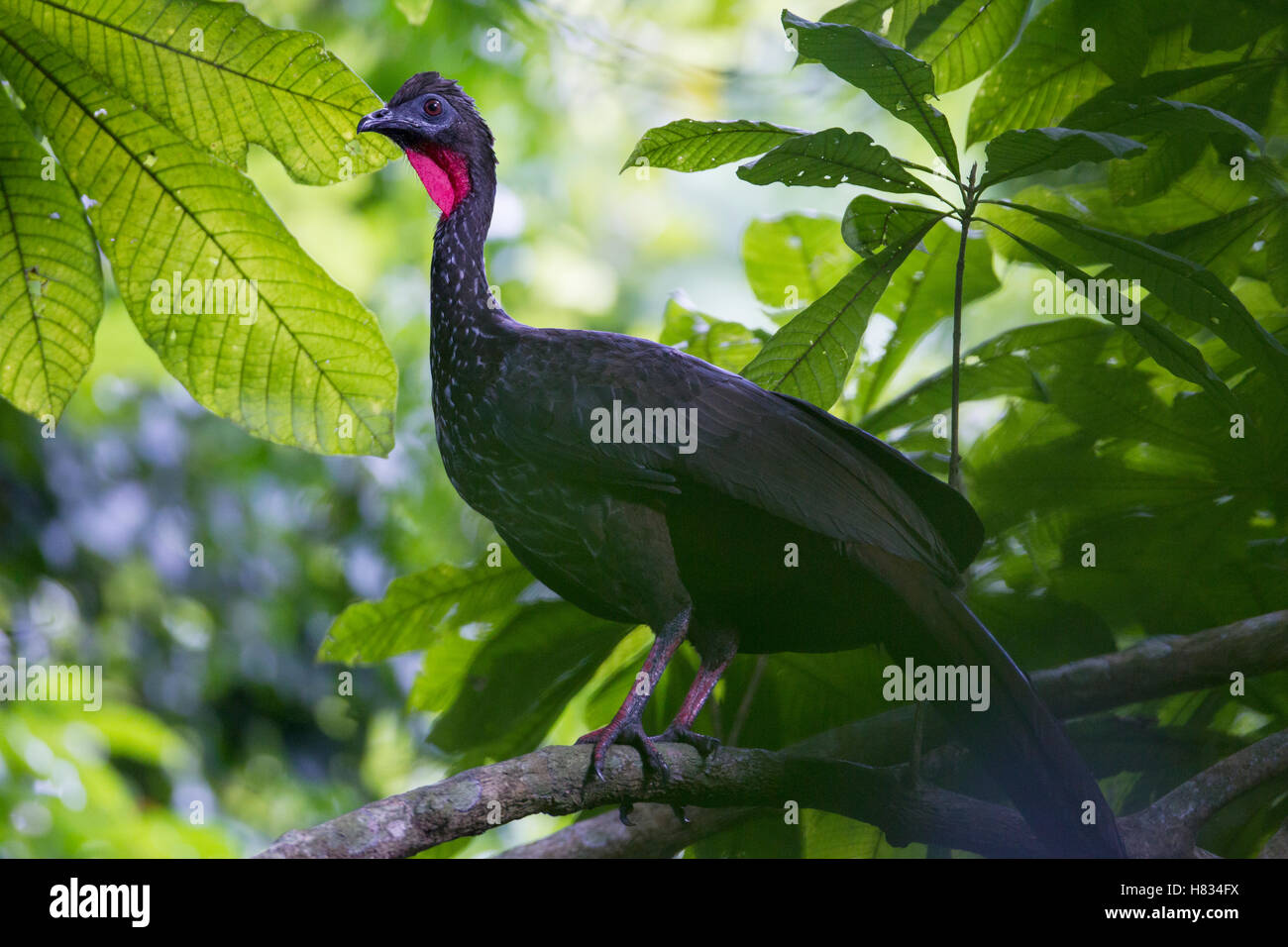 Crested Guan (Penelope purpurascens), Barro Colorado Island, Panama ...