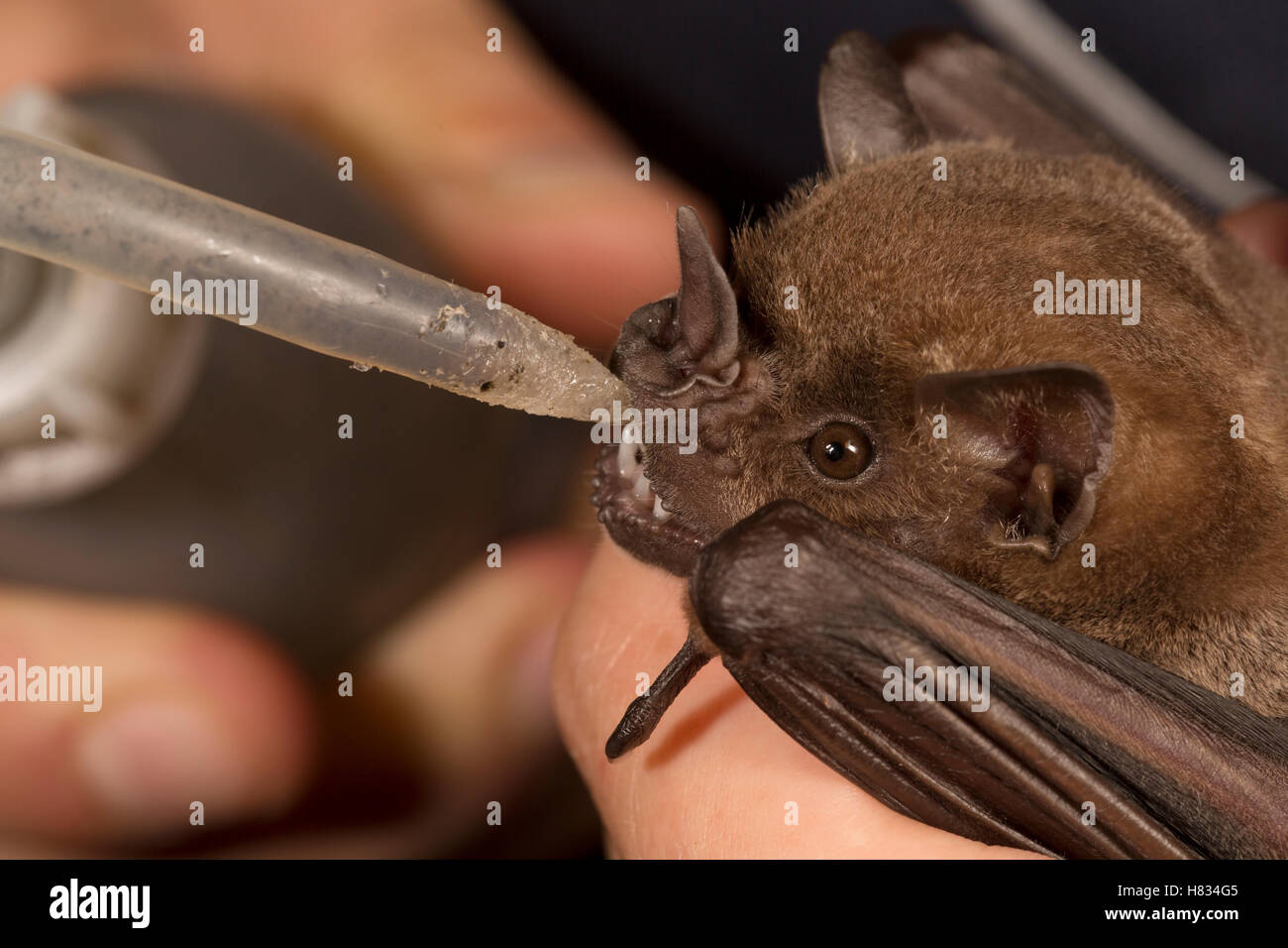 Greater Spear-nosed Bat (Phyllostomus hastatus) biologist feeding sugar ...