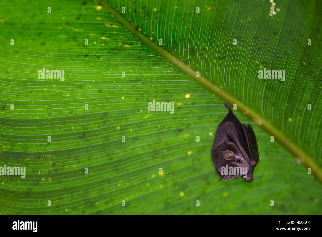 Peters' Tent-making Bat (Uroderma bilobatum) roosting under large leaf ...