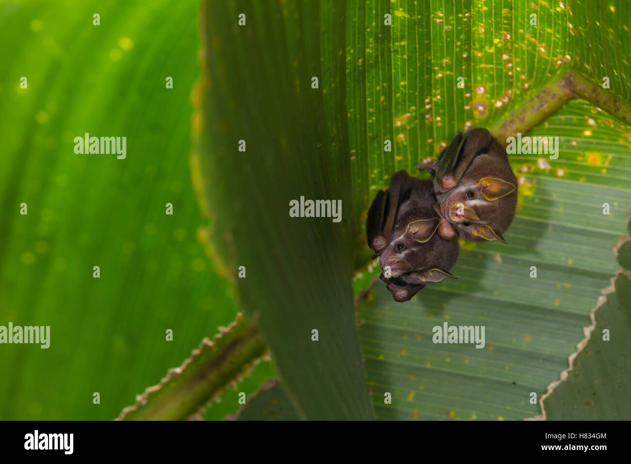 Peters' Tent-making Bat (Uroderma bilobatum) pair roosting under large ...