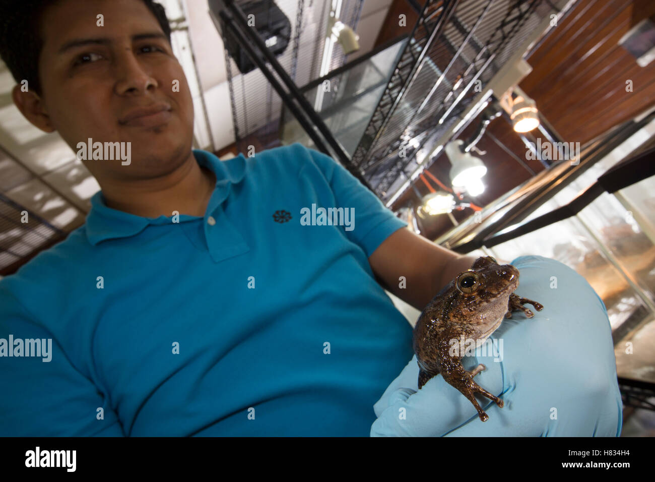 Toad-like Rain Frog (Strabomantis bufoniformis) that is part of captive ...