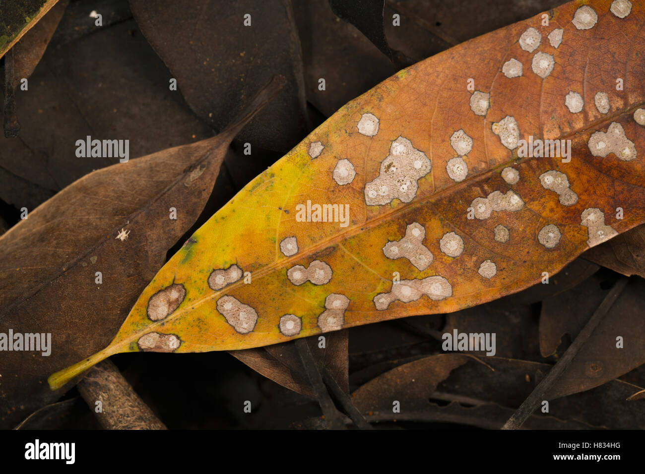 Leaf infested by parasites, Barro Colorado Island, Panama Stock Photo ...