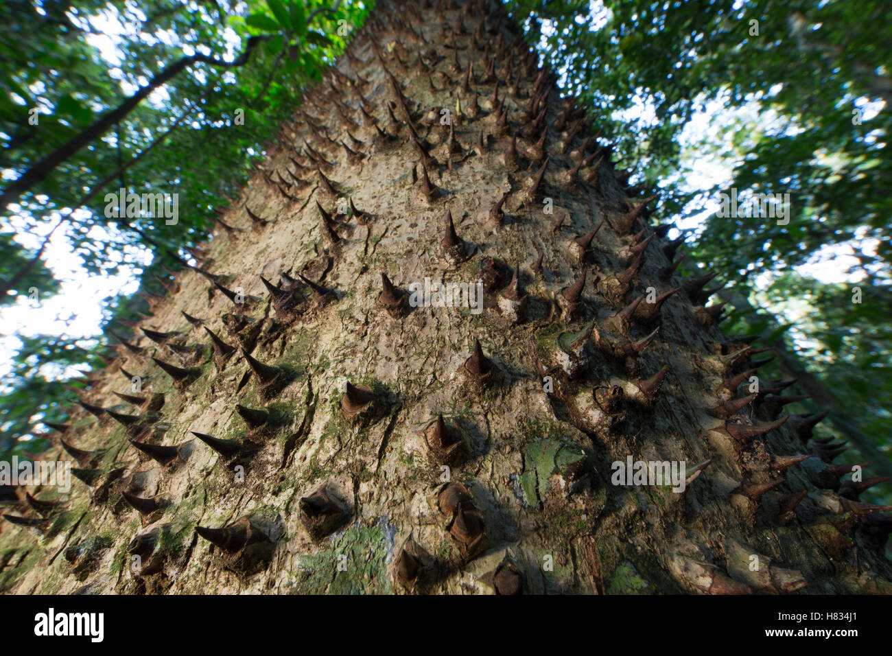 Sandbox Tree (Hura crepitans) defensive spikes on trunk, Barro Colorado ...
