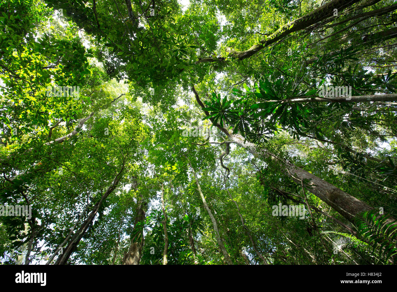 Canopy of tropical rainforest, Barro Colorado Island, Panama Stock ...