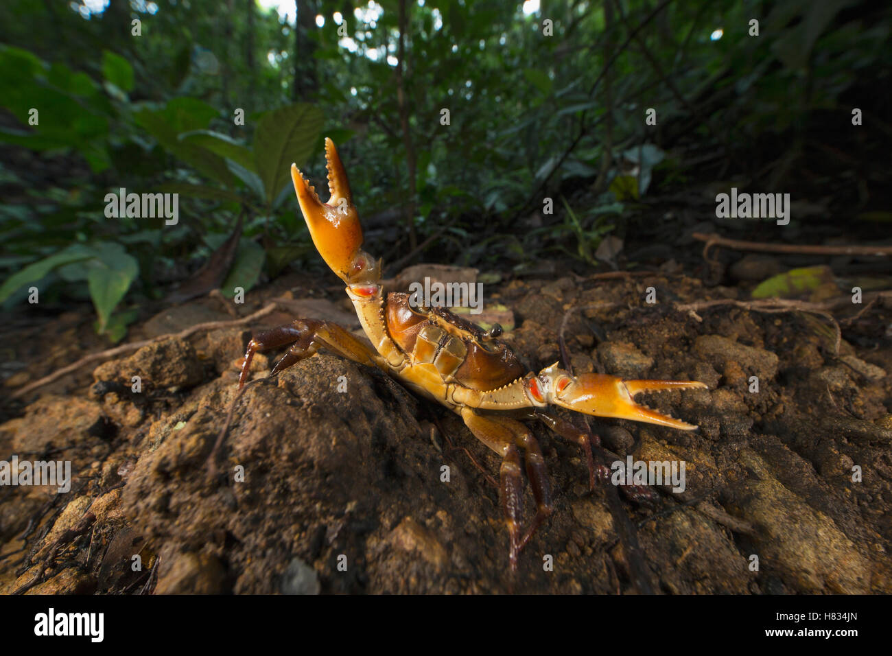 Short-tailed Crab (Potamocarcinus richmondi) in defensive posture ...