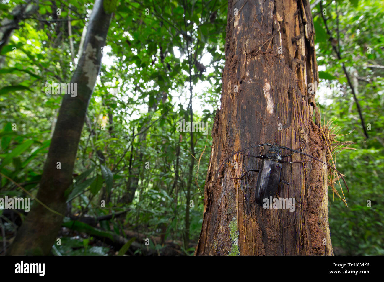 Longhorn Beetle (Derobrachus sp) in tropical rainforest, Barro Colorado ...