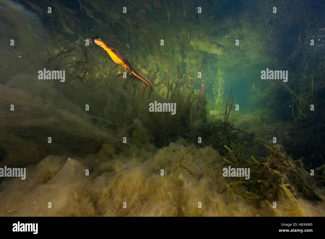 Rough-skinned Newt (Taricha granulosa) swimming in pond, Conboy Lake ...