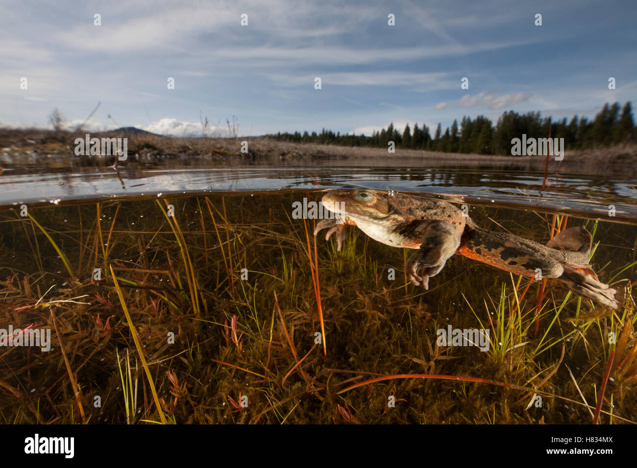 Oregon Spotted Frog (Rana pretiosa) swimming in pond, Conboy Lake ...