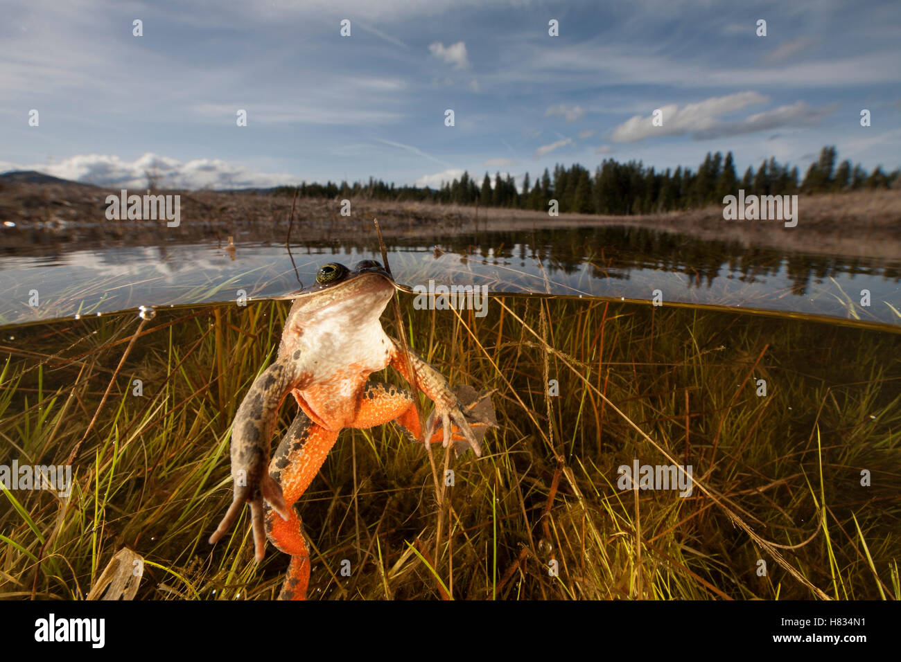 Oregon Spotted Frog (Rana pretiosa) floating in pond, Conboy Lake ...