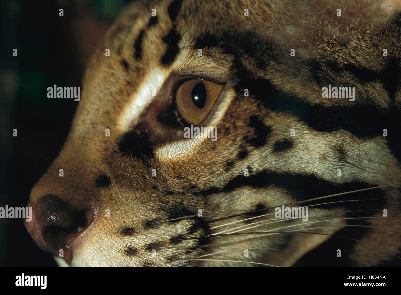 Ocelot (Leopardus pardalis), Barro Colorado Island, Panama Stock Photo ...