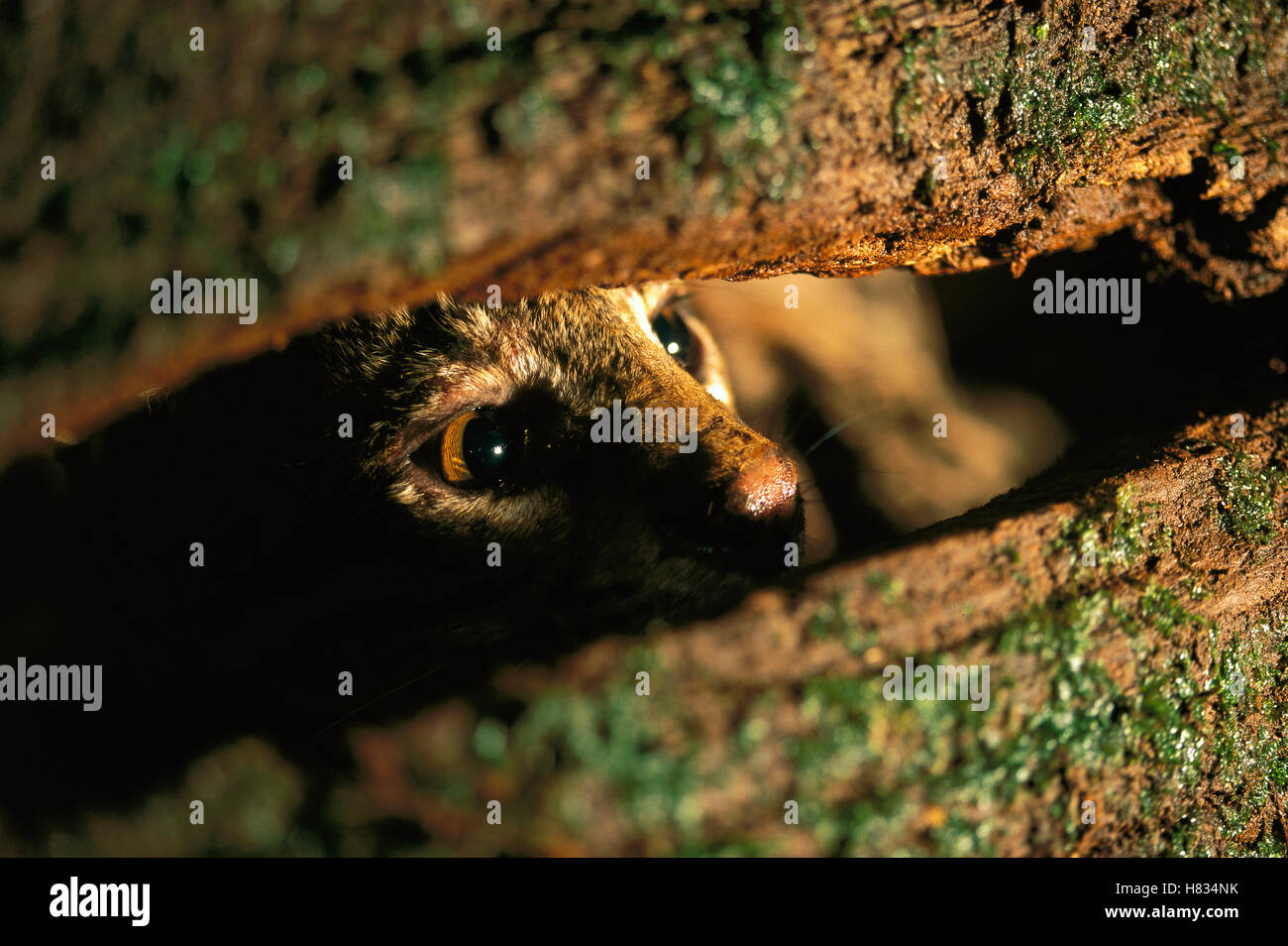 Ocelot (Leopardus pardalis) hiding in hallow trunk, Barro Colorado ...