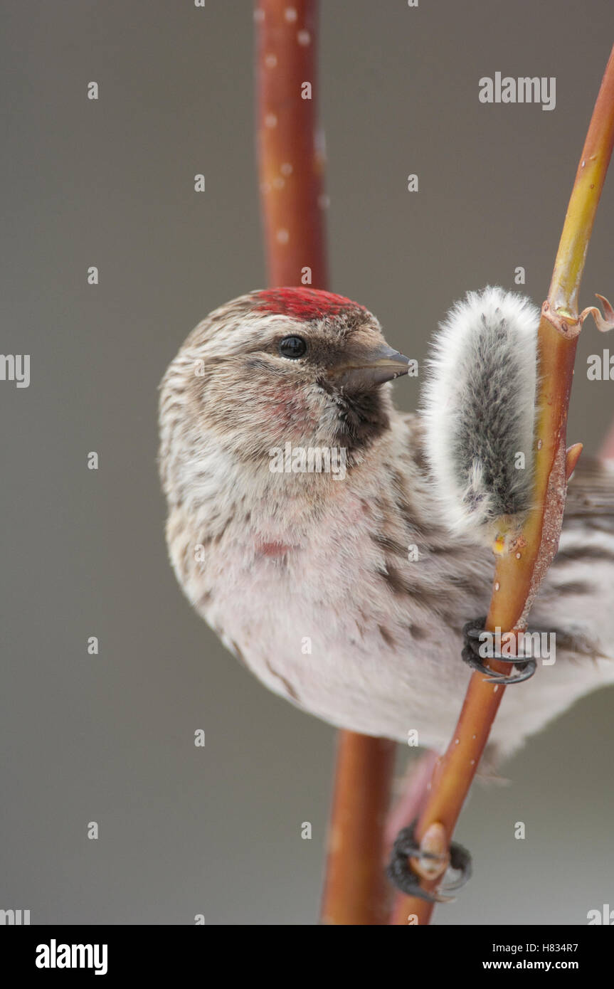 Common Redpoll (Carduelis flammea), Alaska Stock Photo - Alamy
