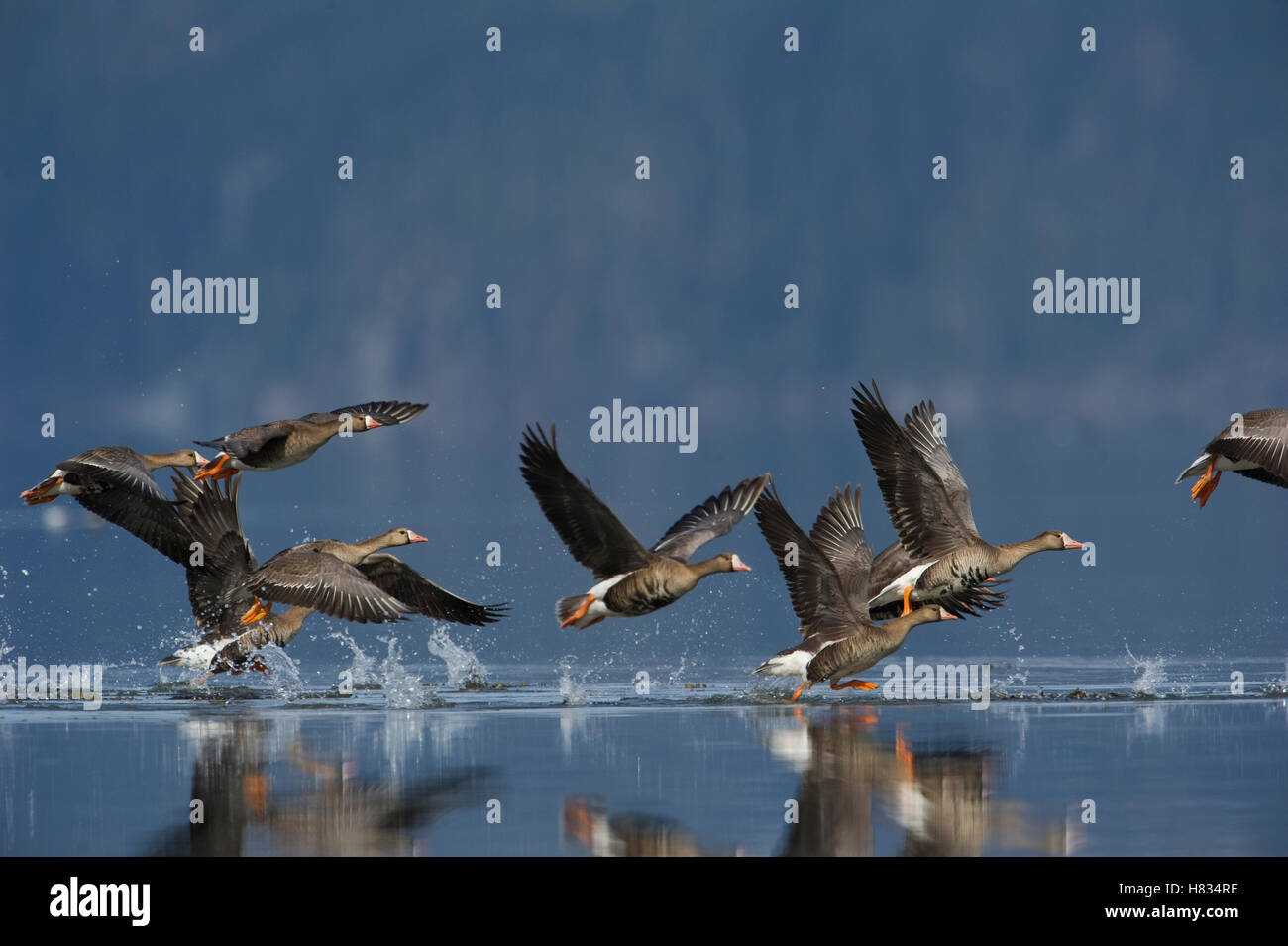 White-fronted Goose (Anser albifrons) flock taking flight, Alaska Stock ...