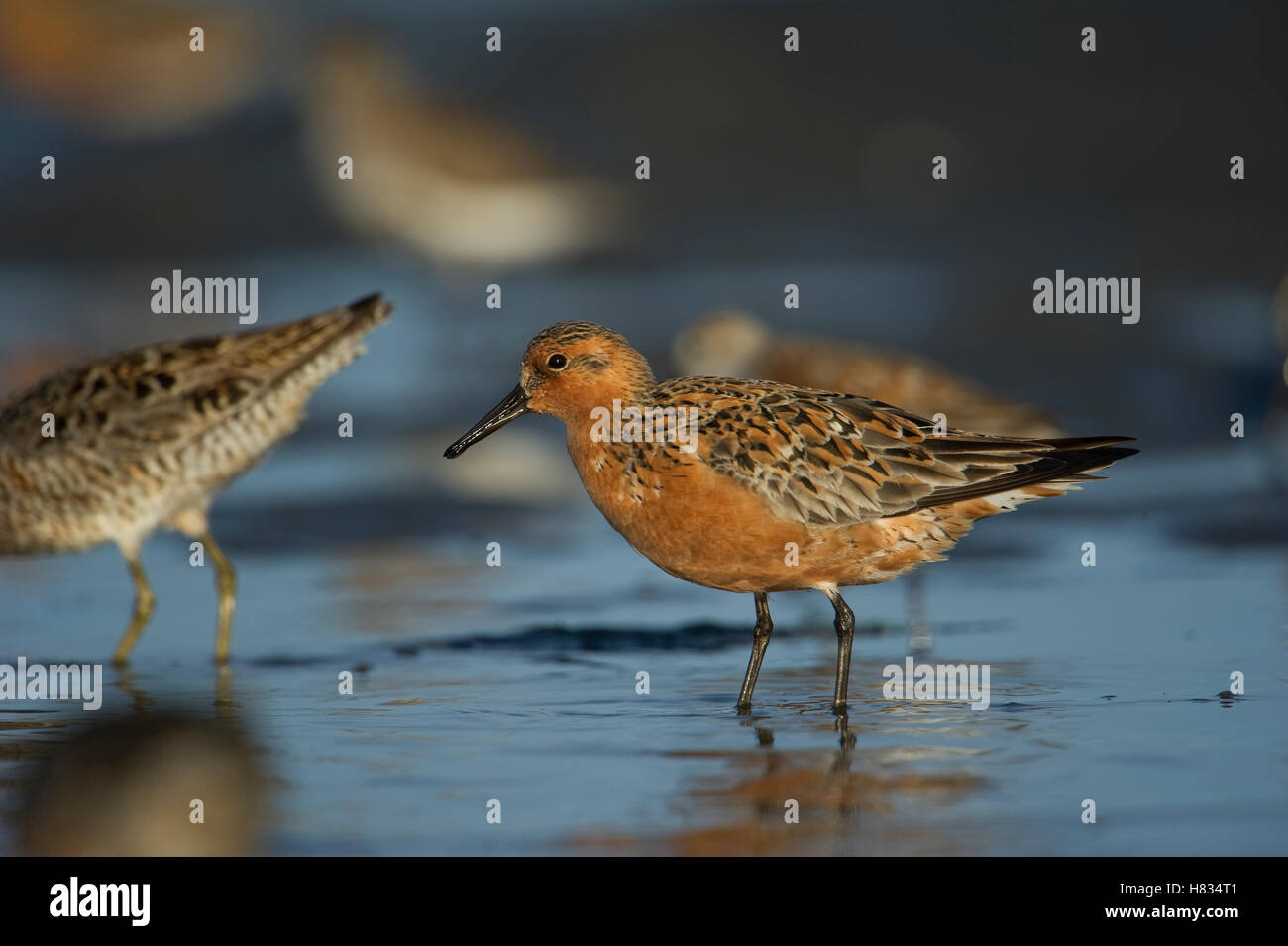 Red Knot (Calidris canutus), Alaska Stock Photo - Alamy