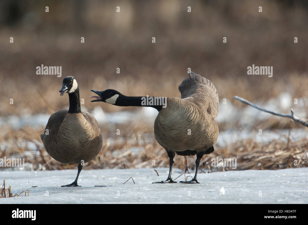 Canada Goose (Branta canadensis) pair showing aggression, Alaska Stock ...