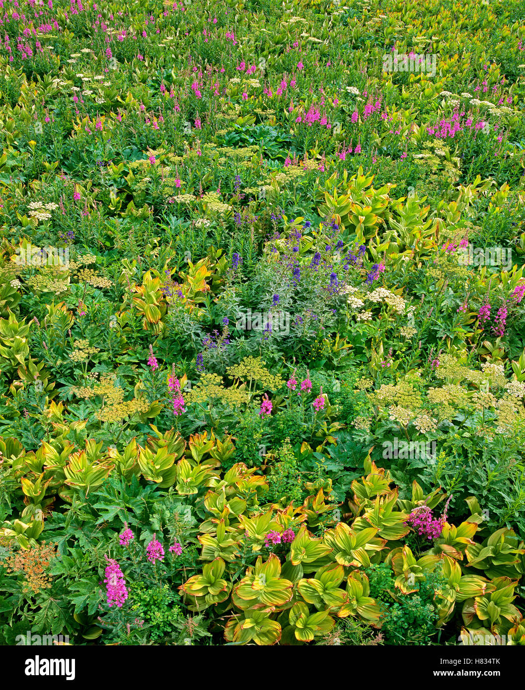 Fireweed (Chamerion angustifolium) flowering in dense brush, San Juan ...
