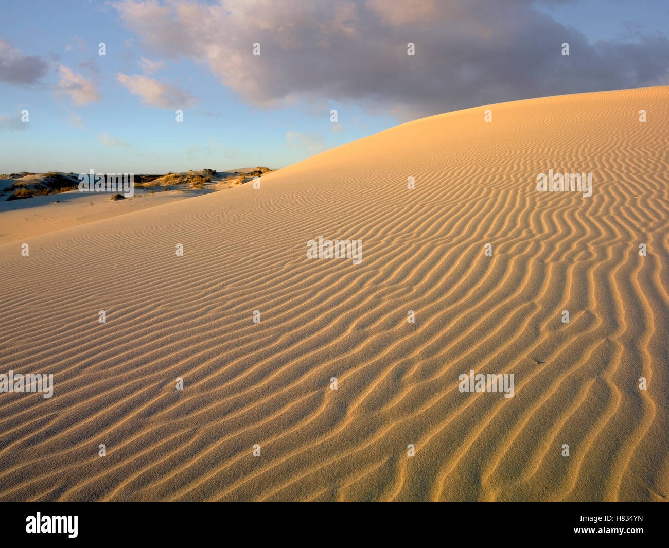 Sand dune, Monahans Sandhills State Park, Texas Stock Photo - Alamy