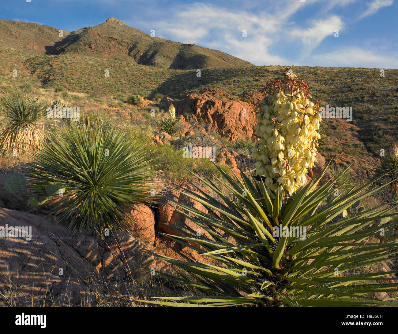 Agave (Agave sp) flowering, Franklin Mountains State Park, Texas Stock ...
