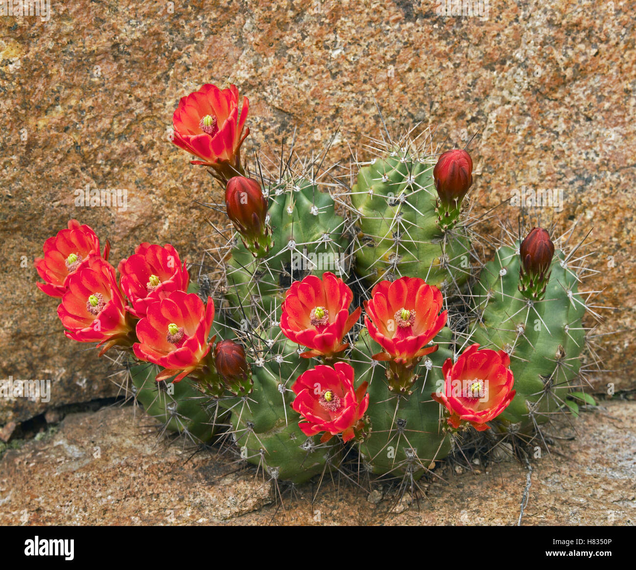 Claret Cup Cactus (Echinocereus triglochidiatus) flowering, Utah Stock ...