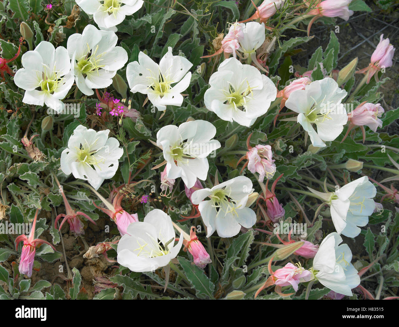 White Evening Primrose (Oenothera caespitosa) flowers, Texas Stock Photo - Alamy