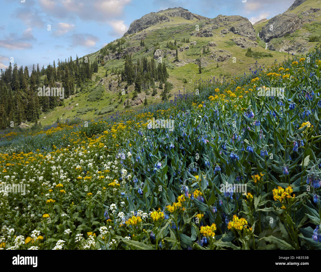 Mountain Bluebell (Mertensia ciliata) and Groundsel (Senecio sp ...
