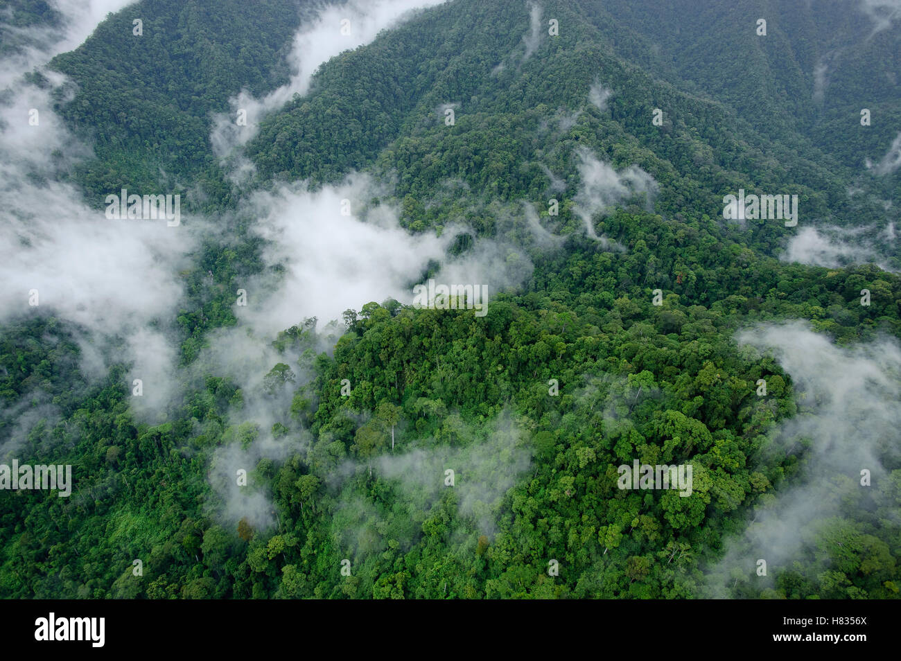 Primary rainforest, eastern Sabah, Borneo, Malaysia Stock Photo - Alamy