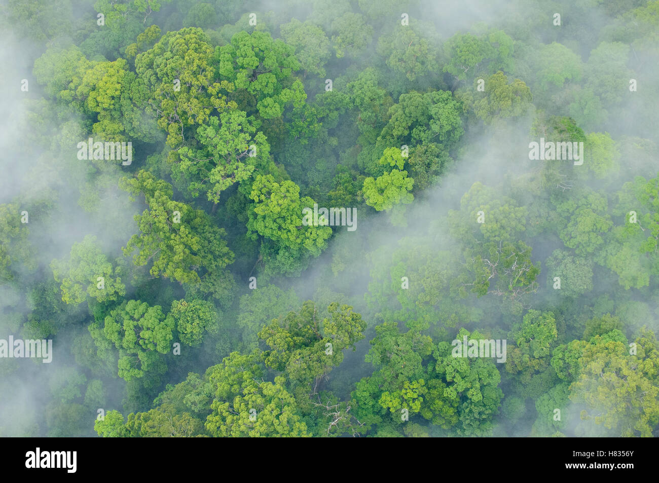 Primary rainforest, eastern Sabah, Borneo, Malaysia Stock Photo - Alamy