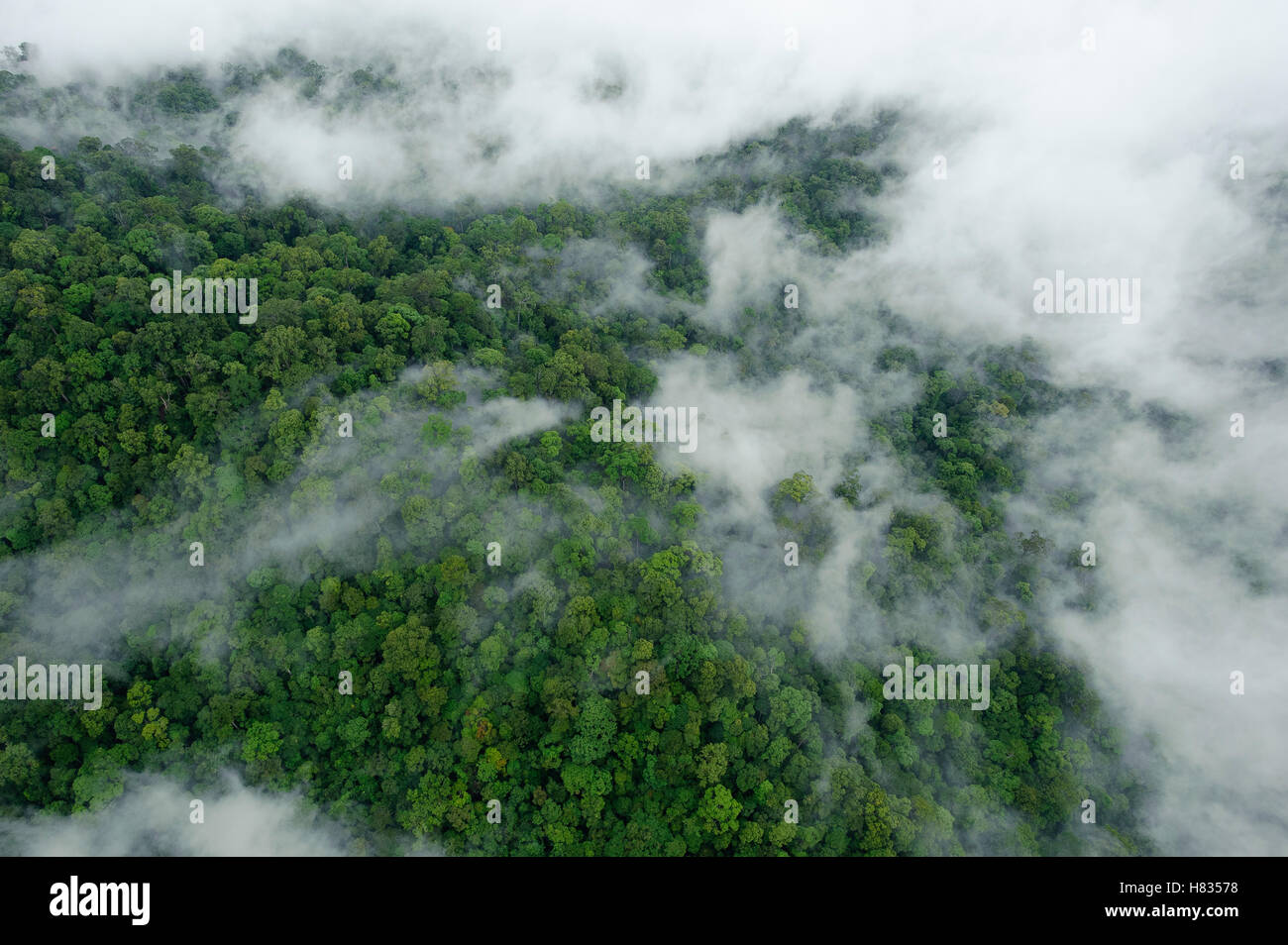 Primary rainforest, eastern Sabah, Borneo, Malaysia Stock Photo - Alamy