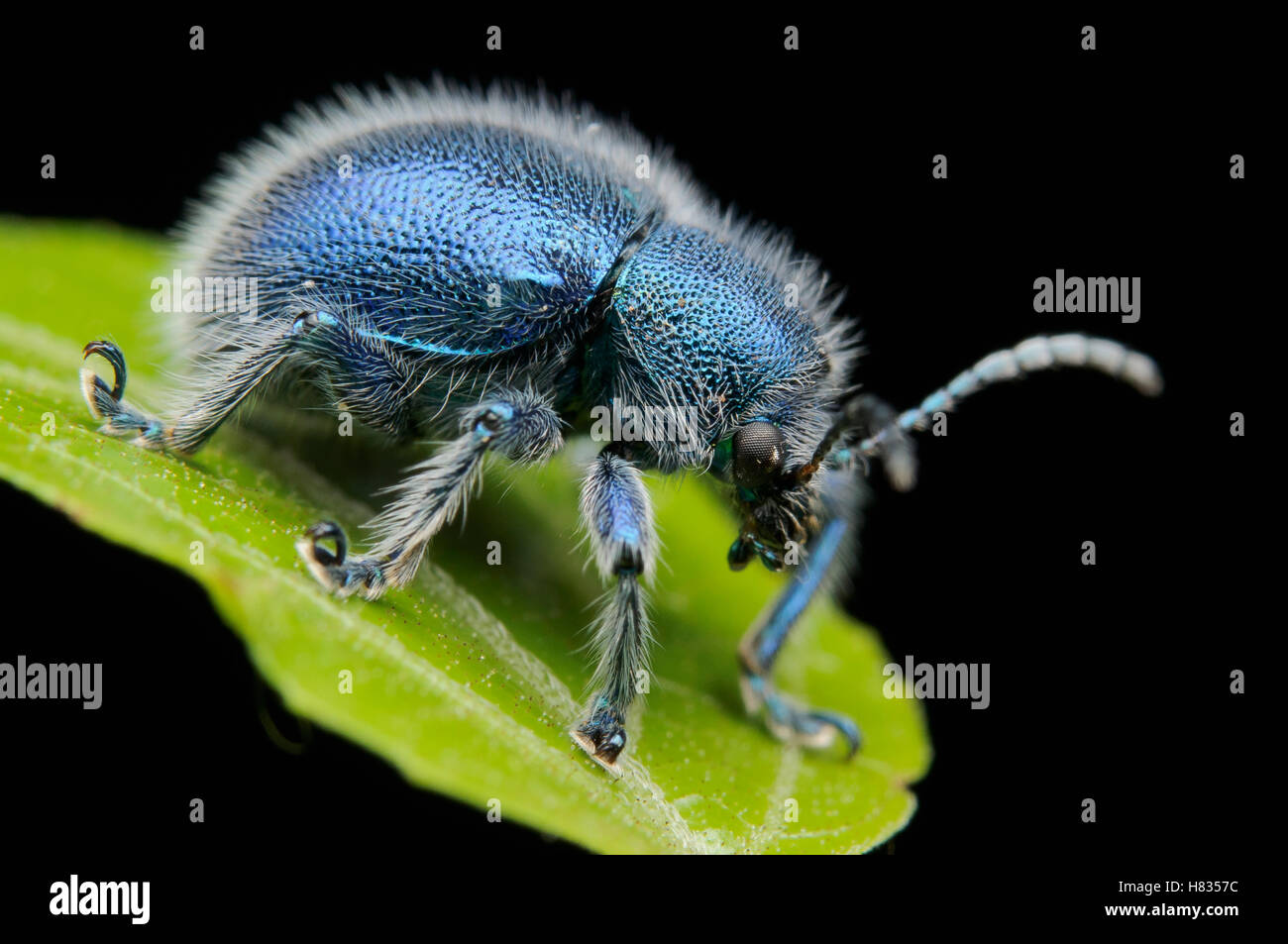 Leaf Beetle (Chrysomelidae) at night, Kubah National Park, Borneo ...