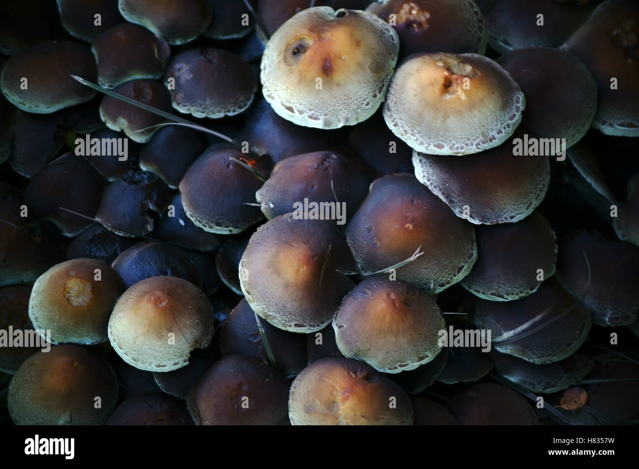 Sulfur heads hypholoma hi-res stock photography and images - Alamy