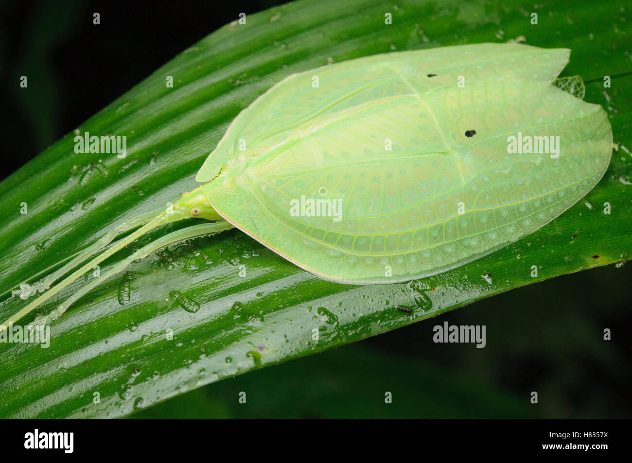 Katydid (Tympanophyllum atroterminatum) male spreading wings on leaf to ...