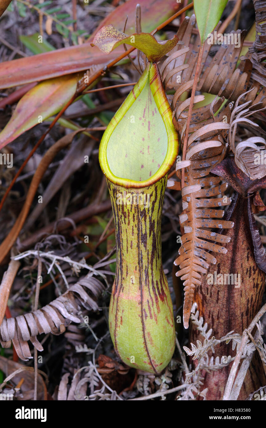 Pitcher Plant (Nepenthes copelandii) pitcher, Mount Kiamo, Mindanao ...