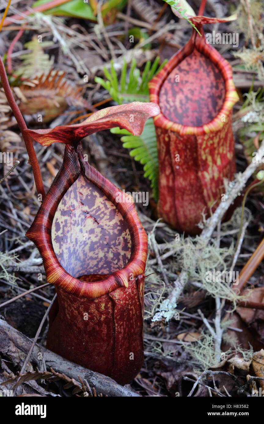 Pitcher Plant (Nepenthes copelandii) and Pitcher Plant (Nepenthes ...