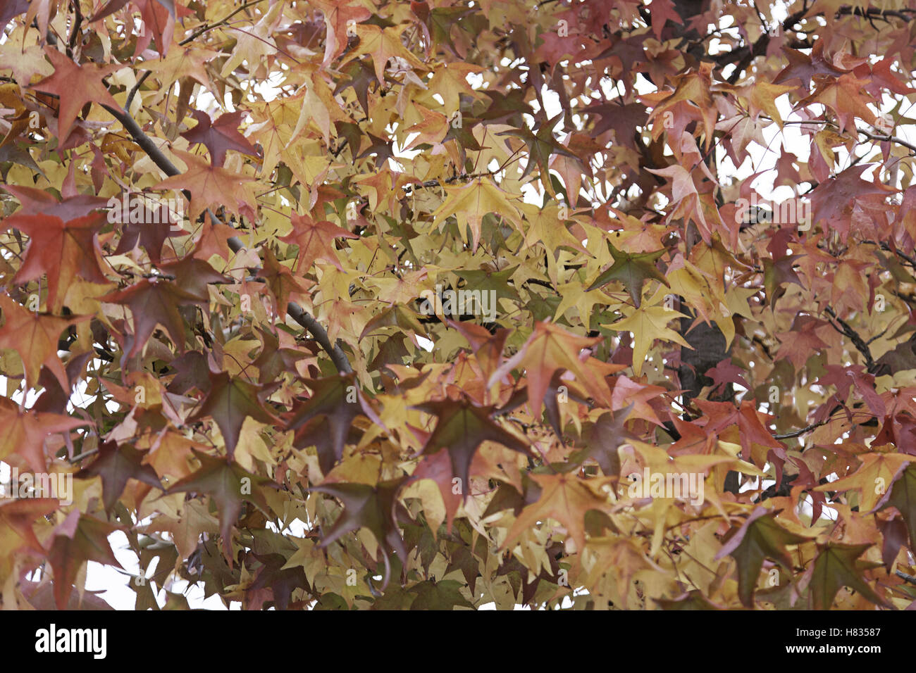 Branches of leaves hanging from tree, landscape Stock Photo - Alamy