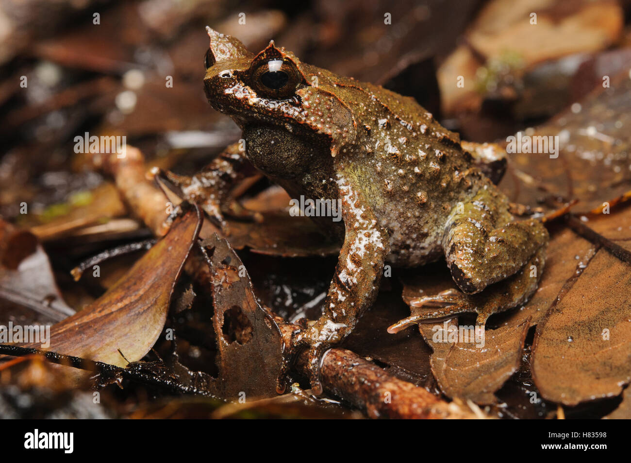 Mindanao Horned Frog (Megophrys stejnegeri) camouflaged in leaf litter ...