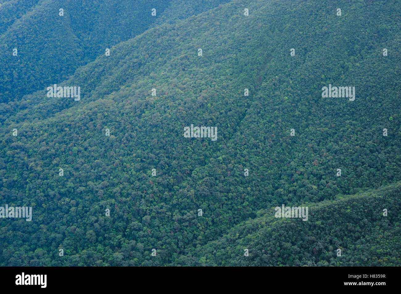 Rainforest covering mountainside, Mount Guiting-Guiting, Sibuyan Island ...