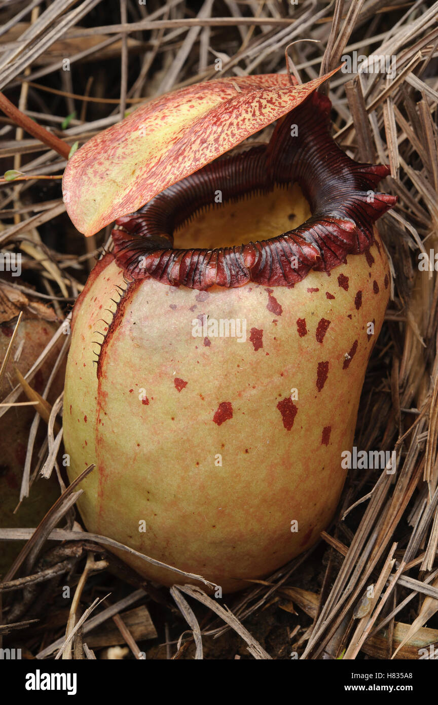 Pitcher Plant (Nepenthes sibuyanensis) pitcher, Mount Guiting-Guiting ...