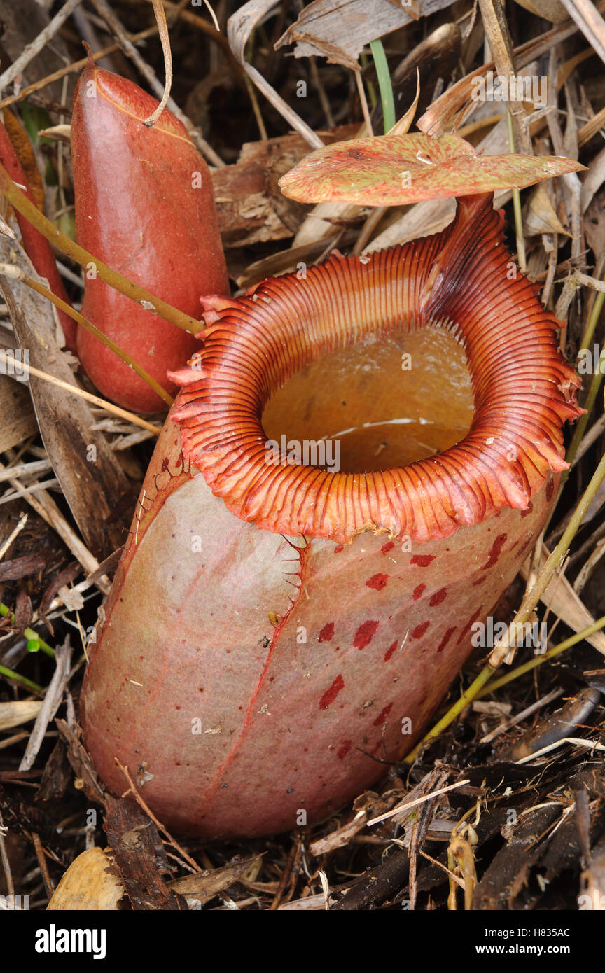 Pitcher Plant (Nepenthes sibuyanensis) pitcher, Mount Guiting-Guiting ...