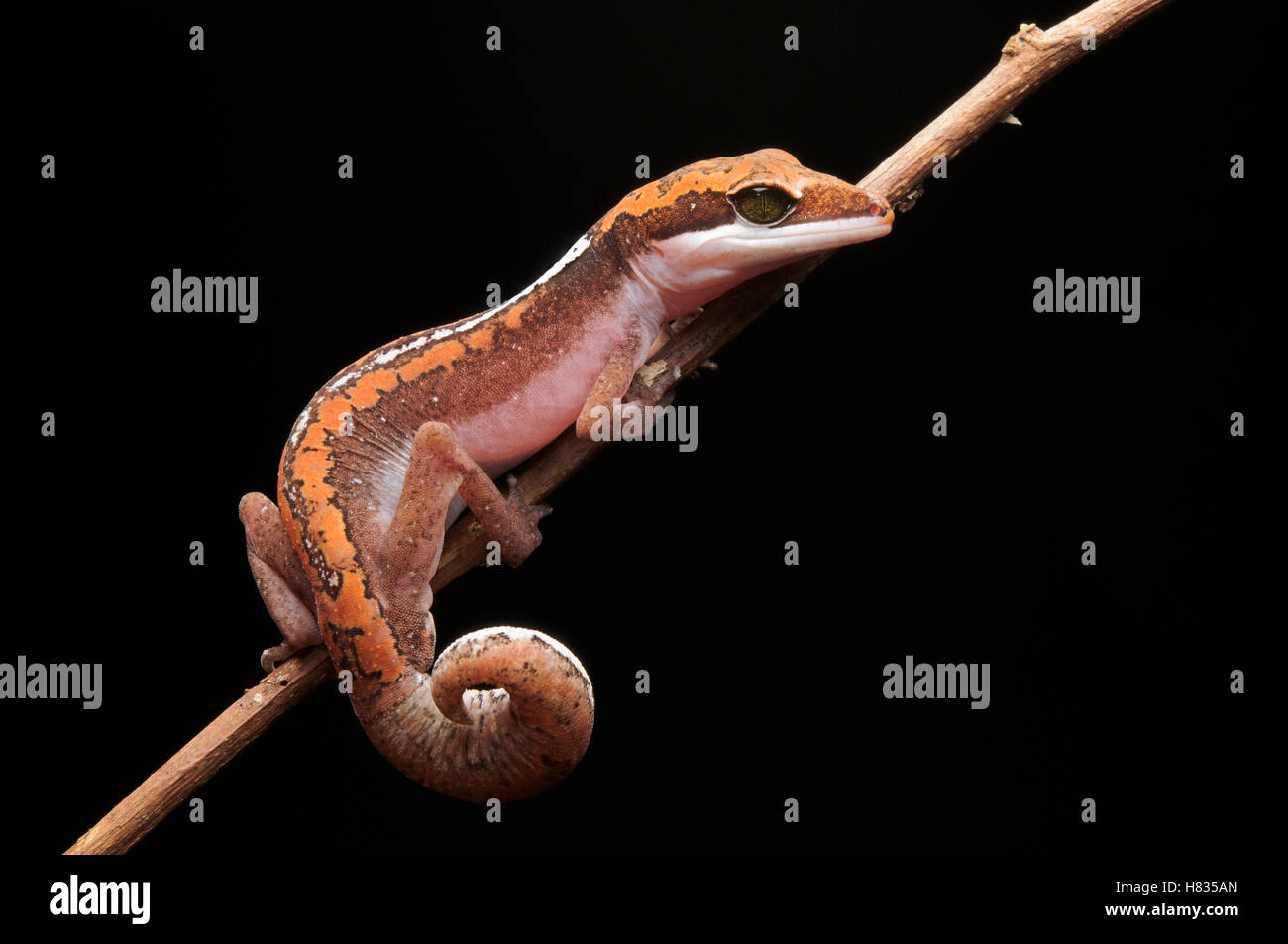 Cat Gecko (Aeluroscalabotes felinus) at night, Kubah National Park ...