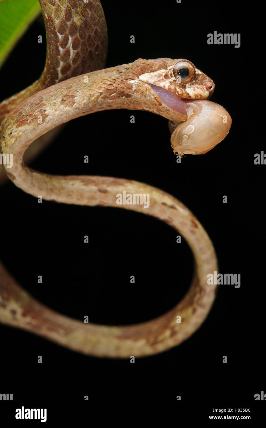 Blunthead Slug Snake (Aplopeltura boa) feeding on snail by using a ...