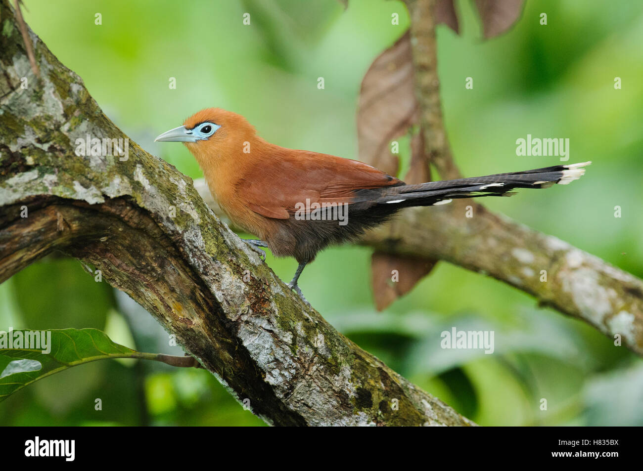 Raffles's Malkoha (Phaenicophaeus chlorophaeus) male, Sepilok Forest ...