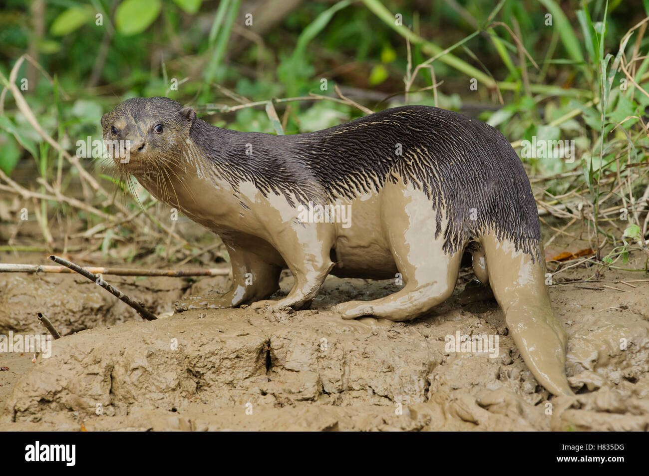 Indian Smooth-coated Otter (Lutrogale perspicillata) covered with mud ...