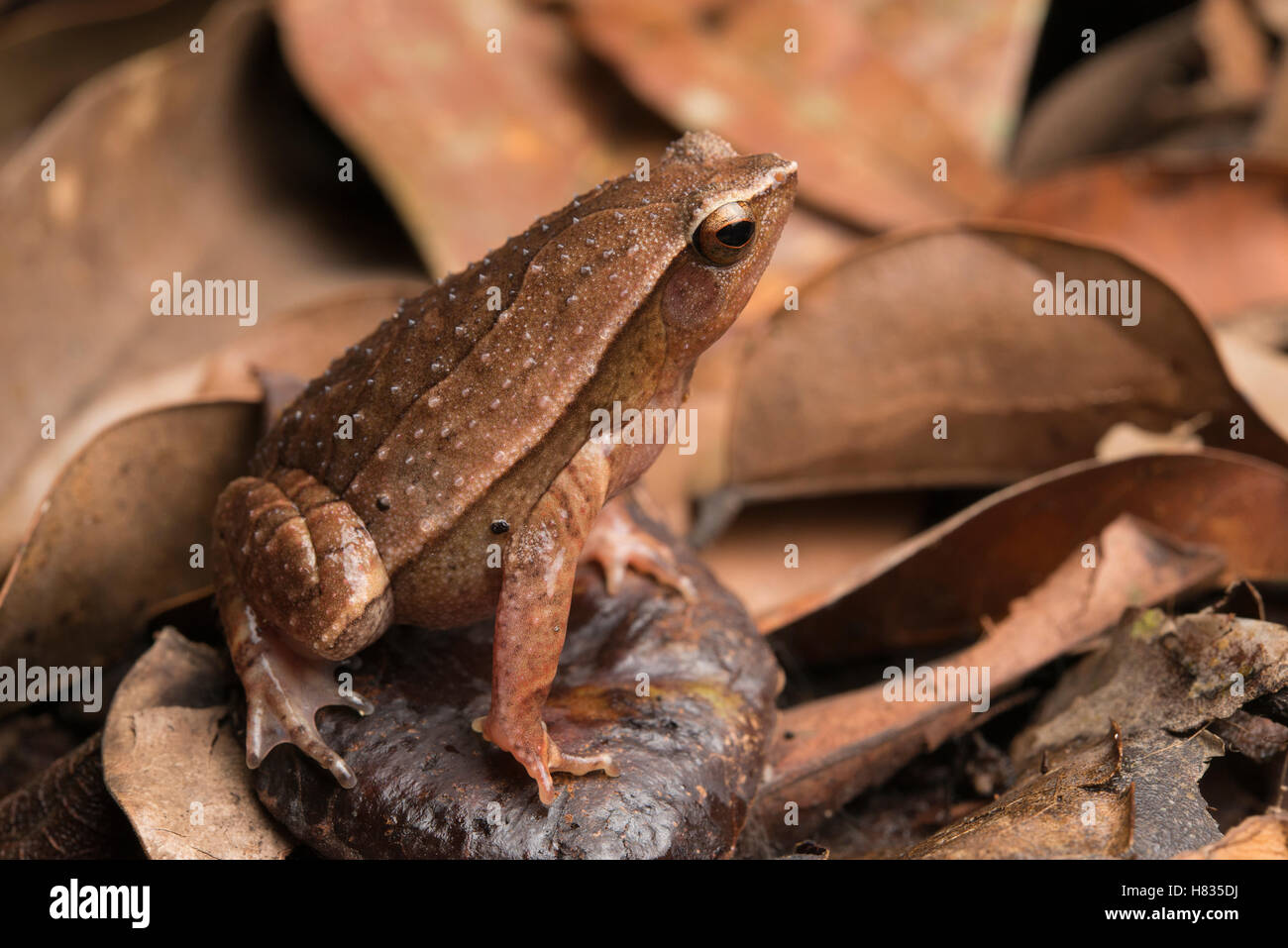 Grainy Frog (Kalophrynus punctatus) camouflaged in leaf litter, Sama ...