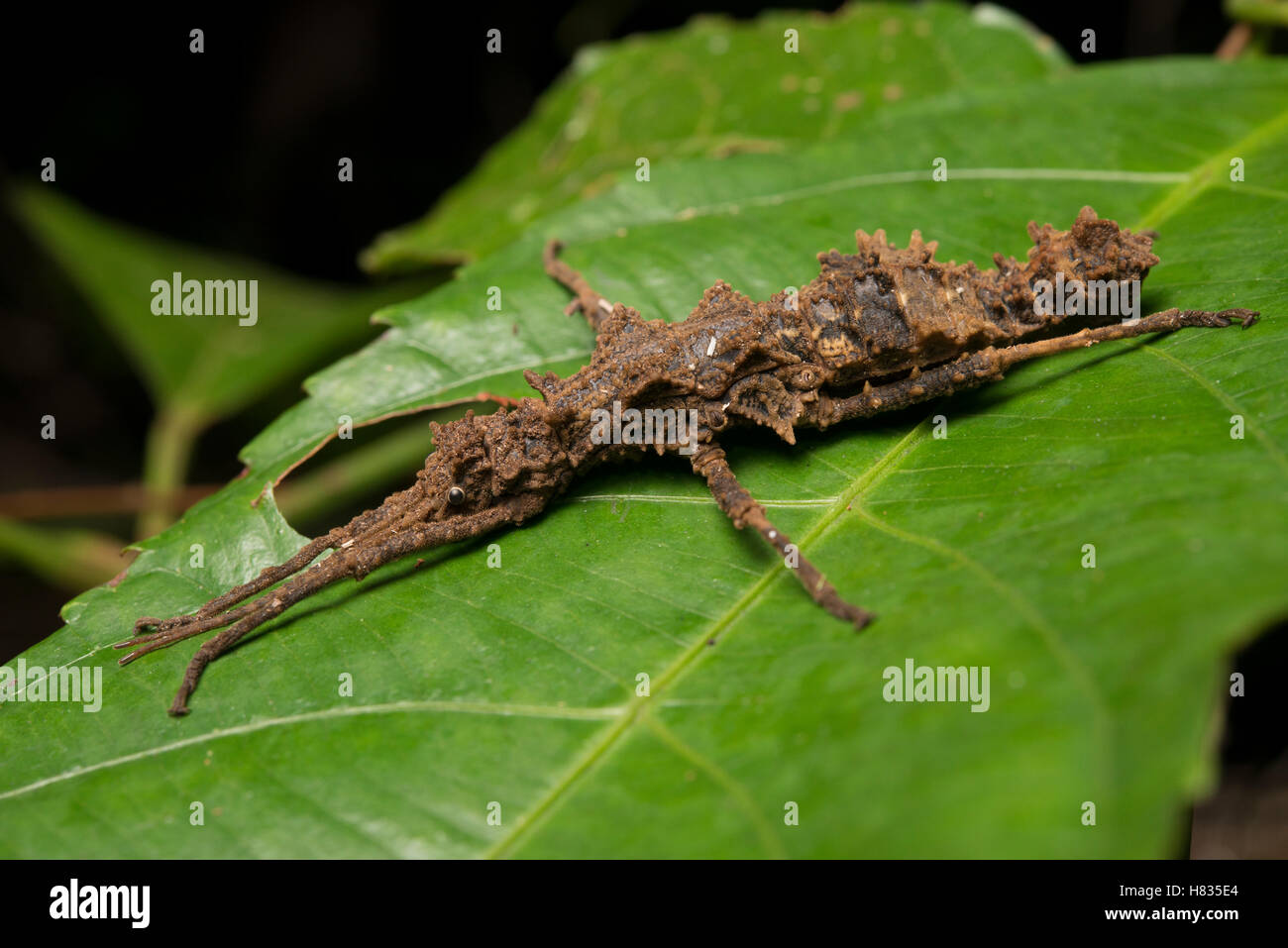 Stick Insect Dares Ulula Female Sama Jaya Nature Reserve Kuching